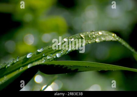 Raindrops, water drops on daylily leaf, daylilies (Hemerocallis) Rose ...