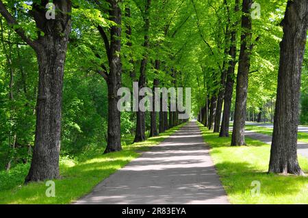Herrenkrugpark, North Park in Magdeburg, apple tree in blossom Stock ...