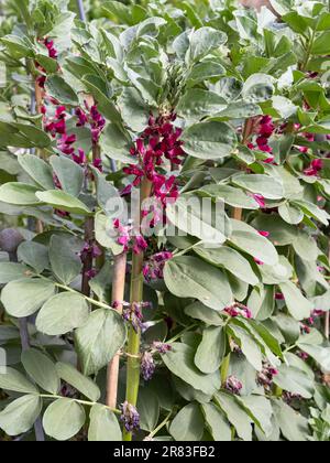 red crimson flowered broad bean plant Stock Photo - Alamy