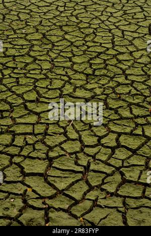 Dried pond sludge Stock Photo - Alamy