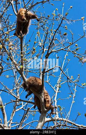(Procyon lotor) Linnaeus: classification Mammalia - Placentalia ...