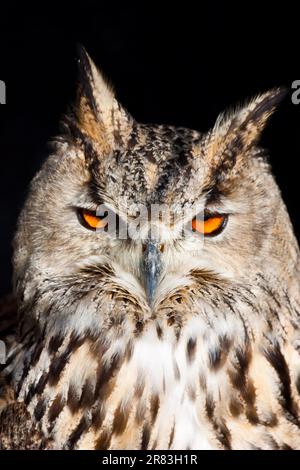 Royal owl: (Strigiformes) complete classification Bubo Bubo - Aves ...