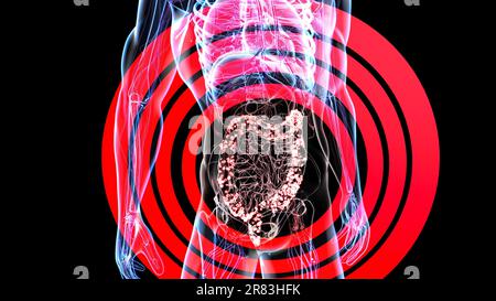 Abstract 3d anatomy view of the gut Stock Photo - Alamy