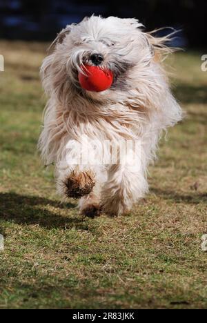 Tibetan terrier dog retrieving a red ball Stock Photo - Alamy