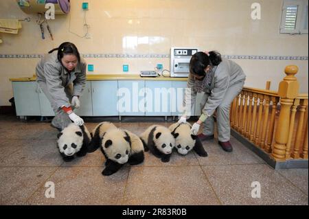 Keeper and Giant Pandas (Ailuropoda melanoleuca), 5 months, Panda Nursery, Wolong Nature Reserve ...