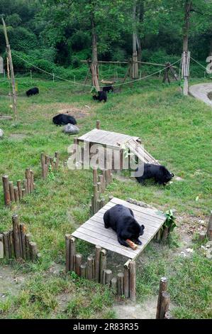 Asian black bears (Ursus thibetanus), Animal Asia Foundation sanctuary ...