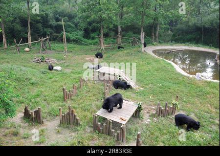 Asian black bears (Ursus thibetanus), Animal Asia Foundation sanctuary ...