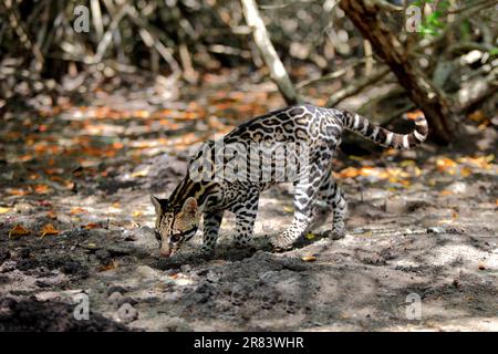 Ocelot (Leopardus pardalis) male, Honduras Stock Photo - Alamy