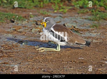 Long-spurred Lapwing, white-crowned lapwing (vanellus albiceps), S ...