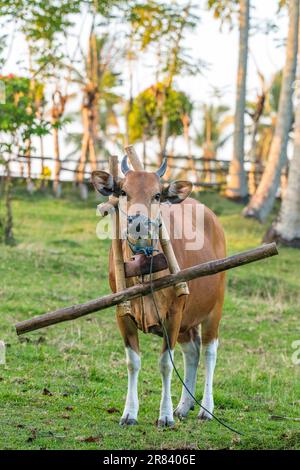 Domestic banteng. The banteng (Bos javanicus), also known as tembadau ...