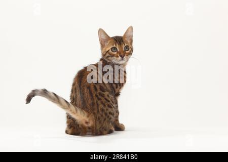 Bengal cat, kitten, 11 weeks, sideways Stock Photo - Alamy