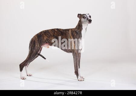 Whippet, male / side Stock Photo - Alamy