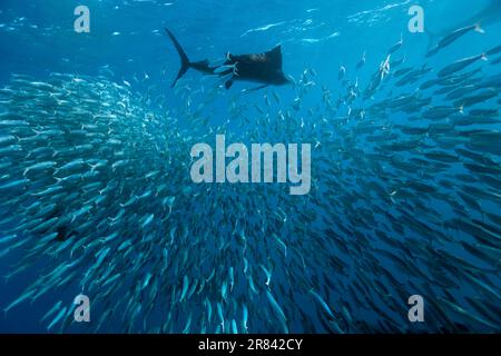 Atlantic Sailfish hunting Sardines, Isla Mujeres, Yucatan Peninsula ...