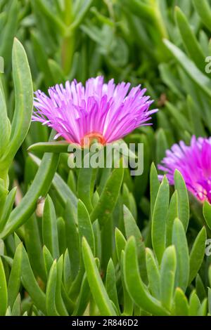 Pink Flowers, Carpobrotus edulis, flowering in Polzeath Cornwall Stock ...