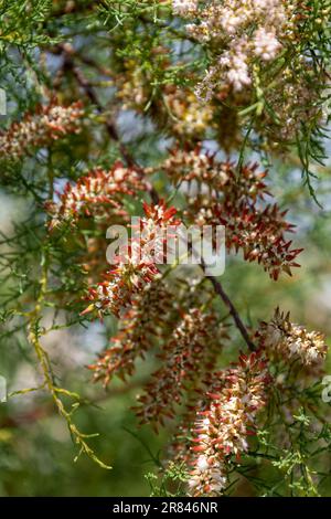 Tamarisk, Tamarix gallica, flowering in Rock Cornwall Stock Photo - Alamy