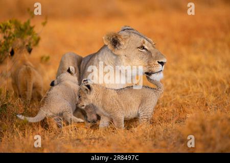 The cute cubs come out of the bush under the watchful eye of their mum ...