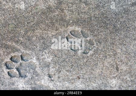 Cat's paw prints on asphalt. the imprint of the cat's paw is frozen ...