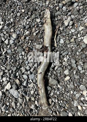 Dead slow worm snake Stock Photo - Alamy
