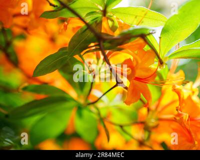 flame azalea flowers, golden orange color rhododendron flowers, close ...