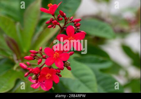 Closeup shot of vivid red flowers Stock Photo - Alamy