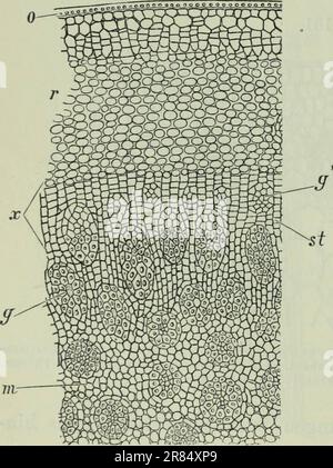 . Elemente der wissenschaftlichen Botanik Stock Photo - Alamy