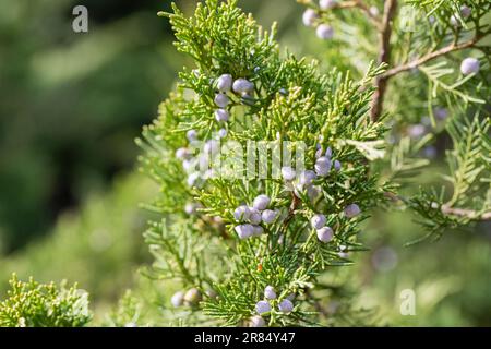 unripe cone berries of Juniperus communiscommon juniper in forest ...