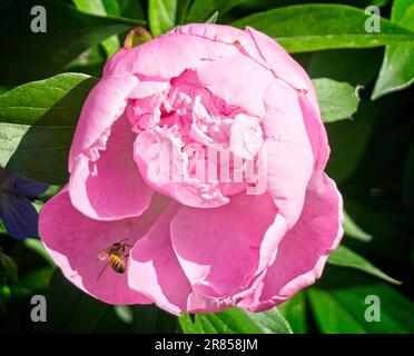 Chinese peony Reader Rock Garden Calgary Alberta Stock Photo - Alamy