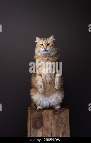 siberian cat rearing up standing on hind legs looking funny. studio ...