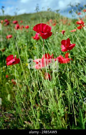 Wild Poppies at Burghead Stock Photo - Alamy