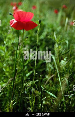 Wild Poppies at Burghead Stock Photo - Alamy