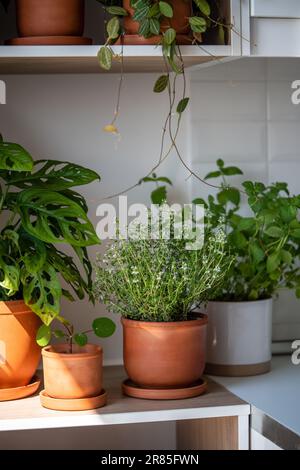 various herbs aromatic in pot on white wooden table with gardening ...