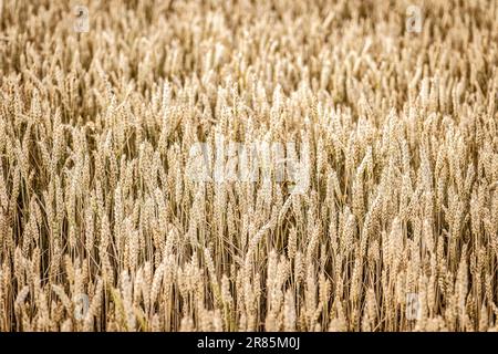 A singular tree stands amidst the vibrant, picturesque fields of the ...
