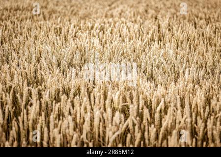 A singular tree stands amidst the vibrant, picturesque fields of the ...