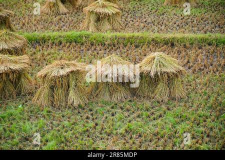 Heap of reaped paddy kept in a paddy field before threshing, high angle ...