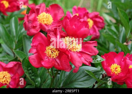 Paeonia 'Scarlett O'Hara' in flower Stock Photo - Alamy