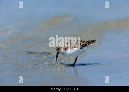 Dunlin feeding on a Hebridean beach Stock Photo - Alamy