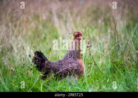 A free range Altsteirer chicken with a typical crest. Nature background ...