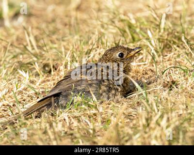 A juvenile Robin, Erithacus rubecula panting in extreme heat conditions ...