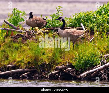 Canadian Geese protecting their nest on a beaver lodge. Flying by the ...