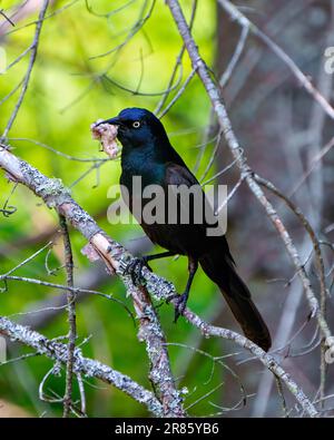 Common Grackle close-up side view standing on a tree stump with water ...