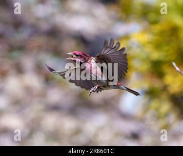 Finch male flying with its beautiful red colour spread wings with a ...