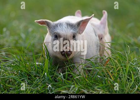 Piglet-Sus scrofa domesticus. Norfolk Stock Photo - Alamy
