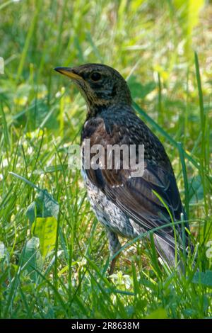 The fieldfare (Turdus pilaris), member of the thrush family Turdidae ...
