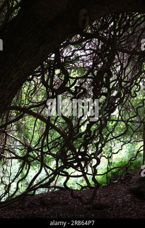 Monkeypod tree, Kauai, Hawaii, USA Stock Photo - Alamy