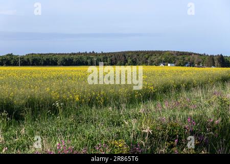 pre-planting field, Ceres, Fife, Scotland, UK Stock Photo - Alamy