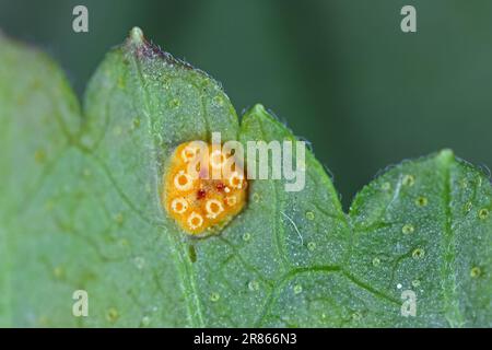 Rust of currant. Disease on black currant leaves caused by a fungus ...