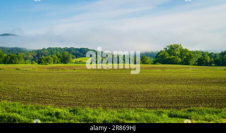 recently planted fields of corn in early summer in Vermont Stock Photo ...