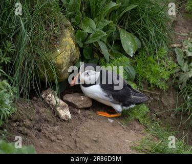 A puffin stands by its nesting burrow at RSPB Bempton Cliffs in ...