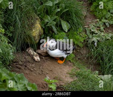 A puffin stands by its nesting burrow at RSPB Bempton Cliffs in ...