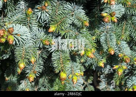 Sitka Spruce, Picea sitchensis "Nana", Closeup, Coniferous, Branches ...